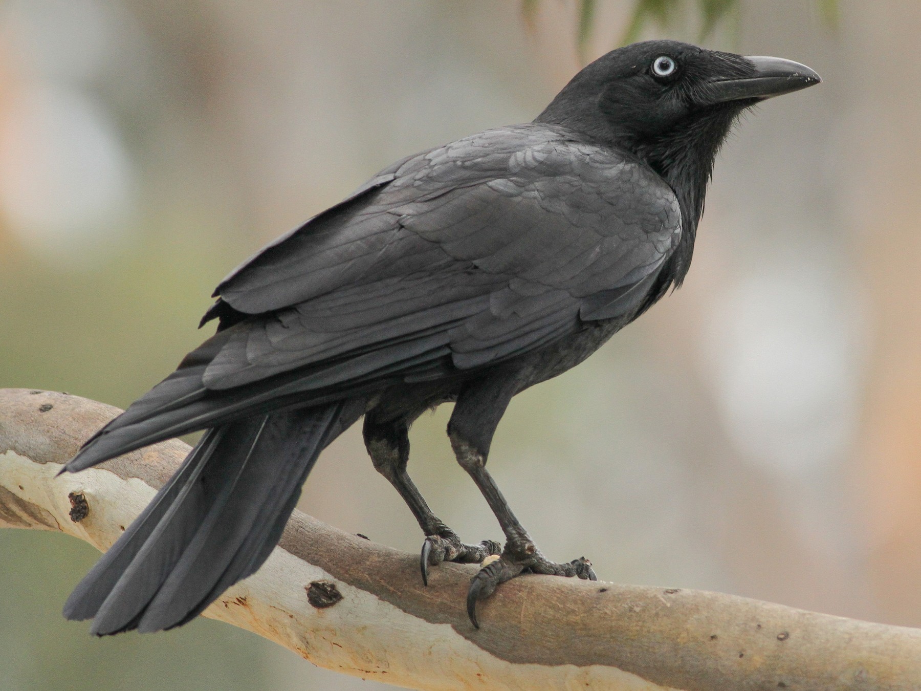 Little Raven - eBird