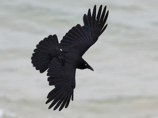 Forest Raven - eBird