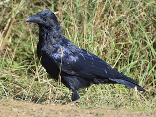 Forest Raven - eBird