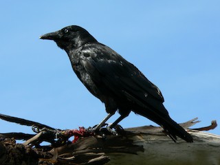 Forest Raven - eBird