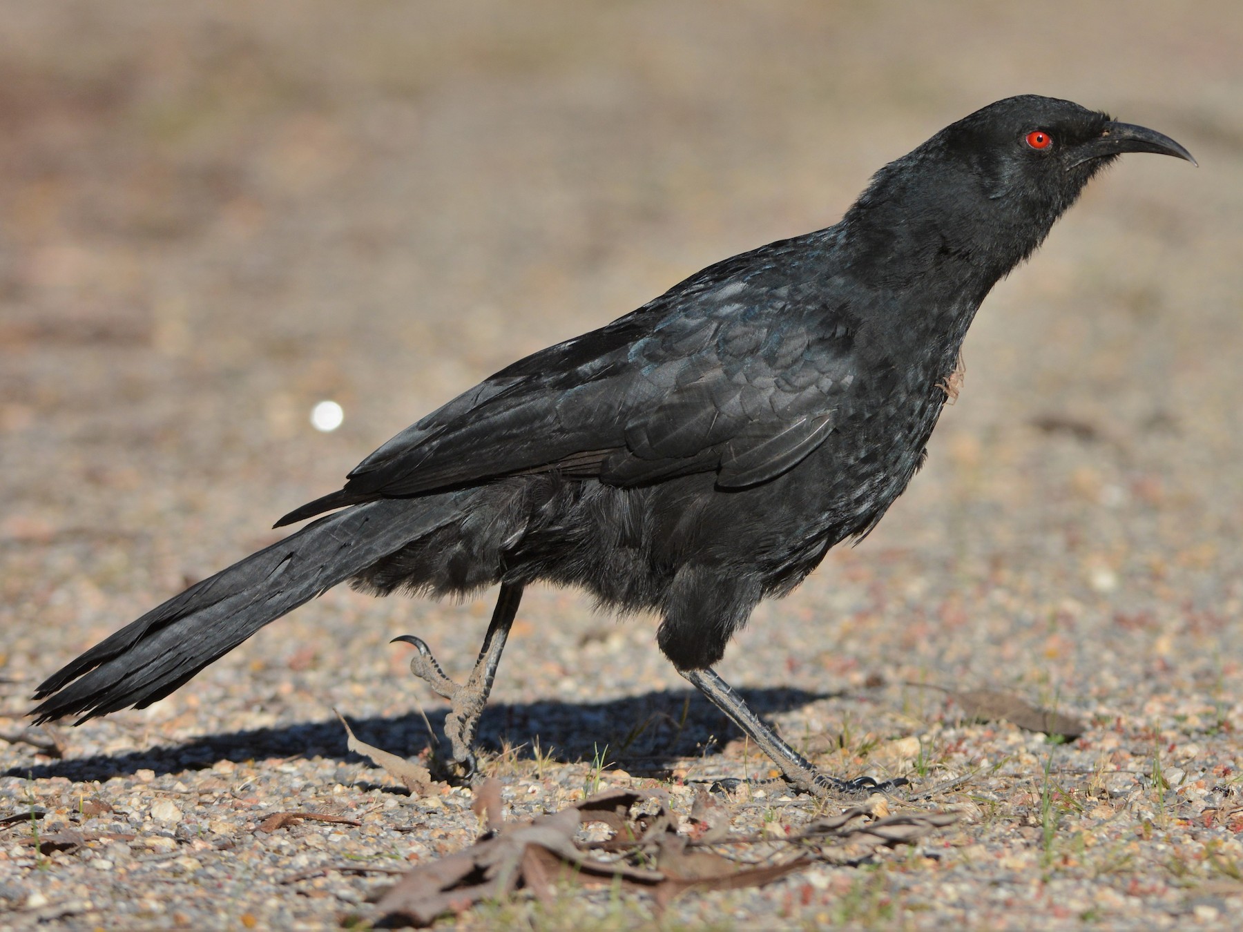 White-winged Chough - eBird