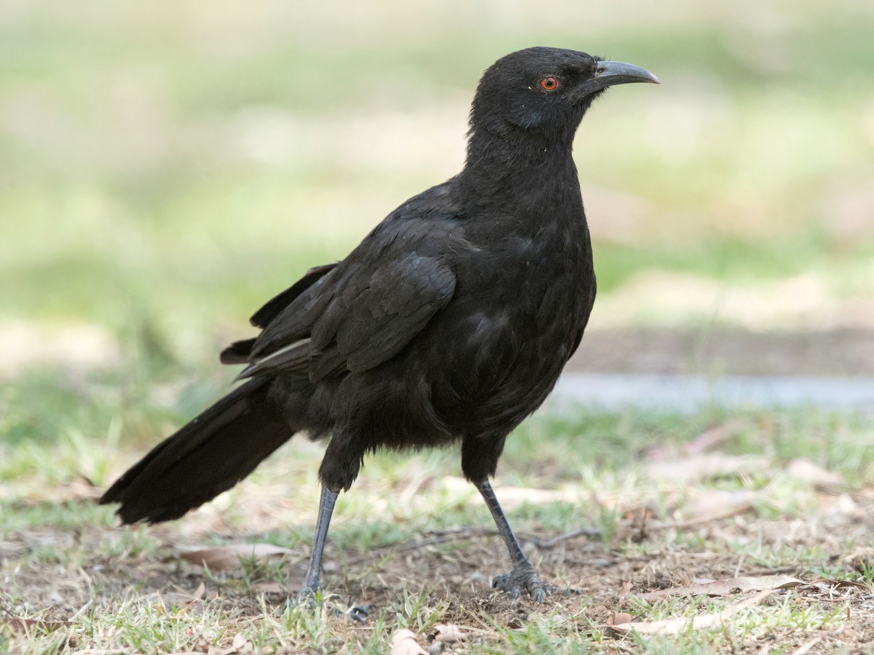 White-winged Chough - eBird