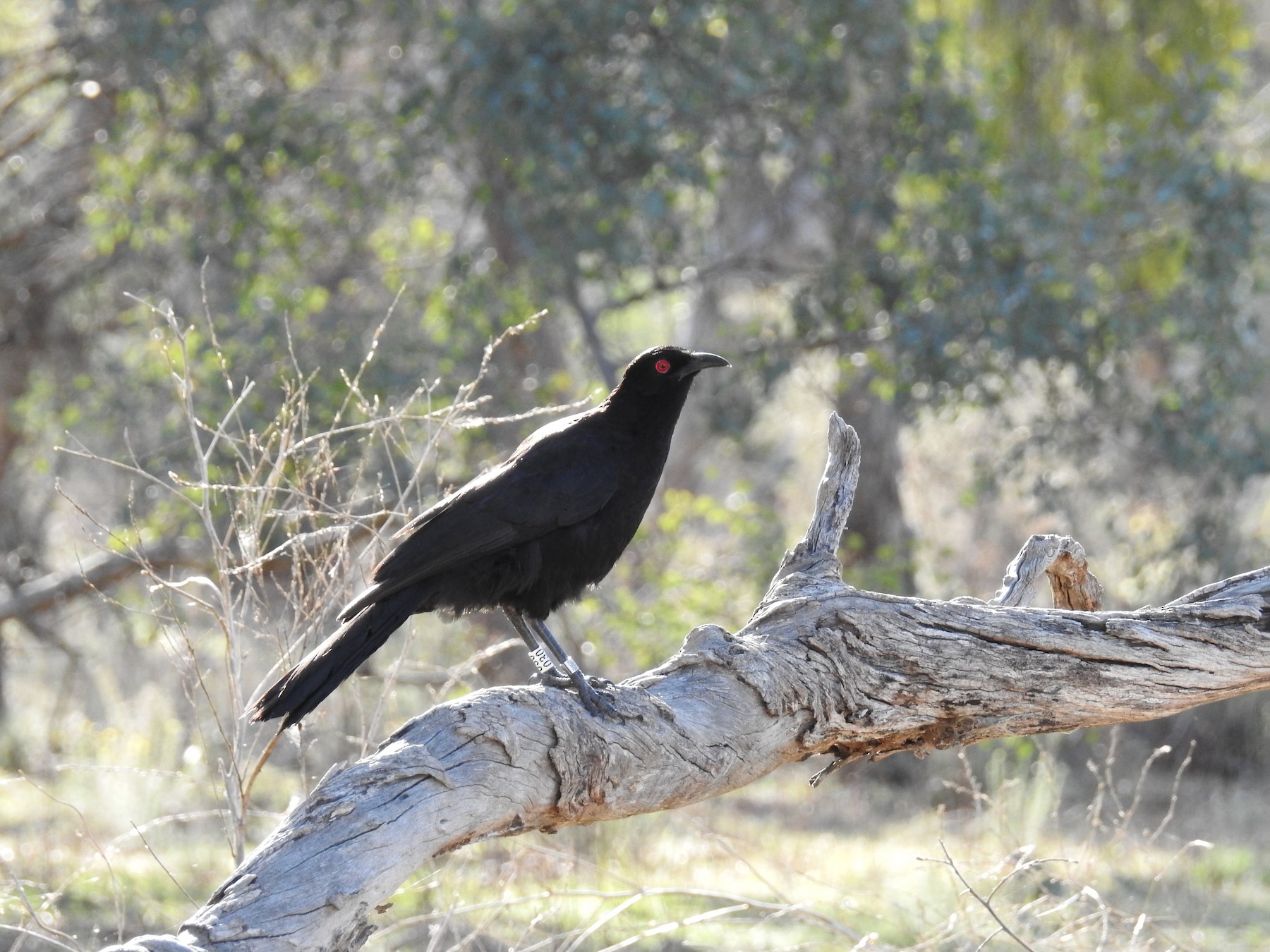 White-winged Chough - eBird