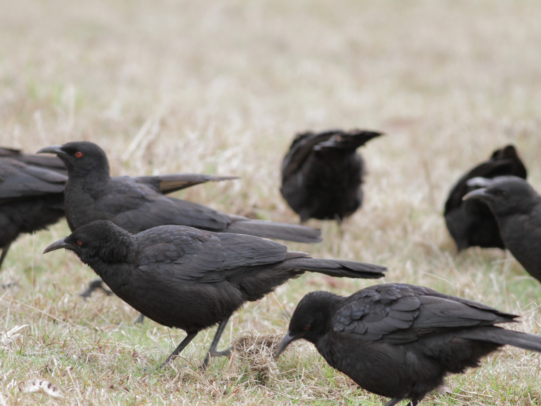 White-winged Chough - eBird