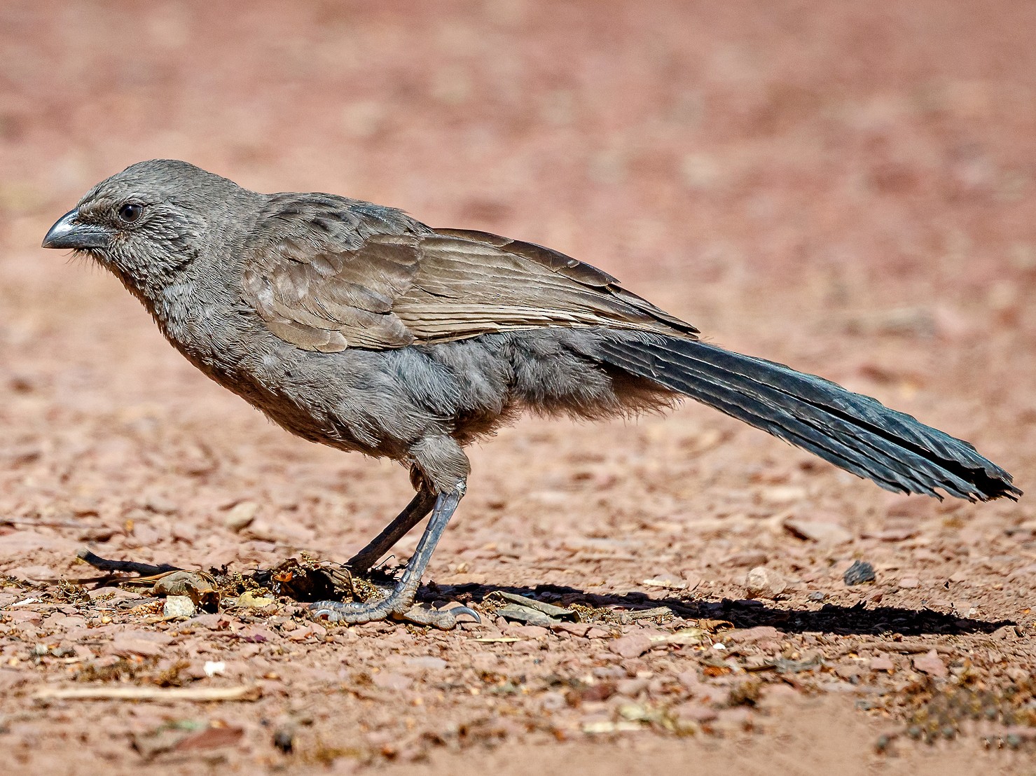 Apostlebird - eBird