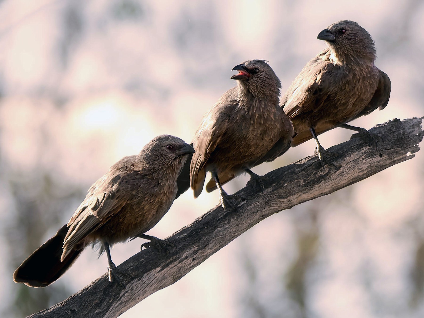 Apostlebird - eBird