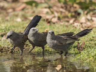 Apostlebird - eBird