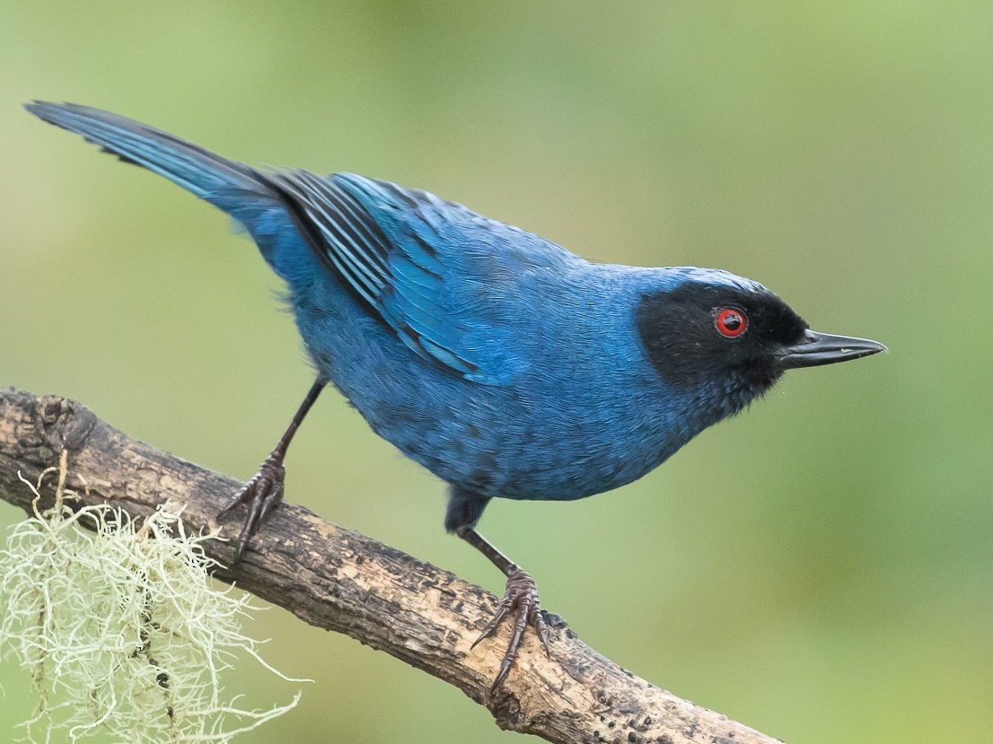 Masked Flowerpiercer - eBird
