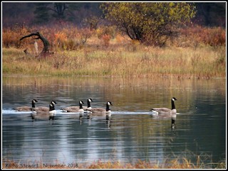 Illustrated Checklist - Harrison Mills--Eagle Point Park (Chehalis ...