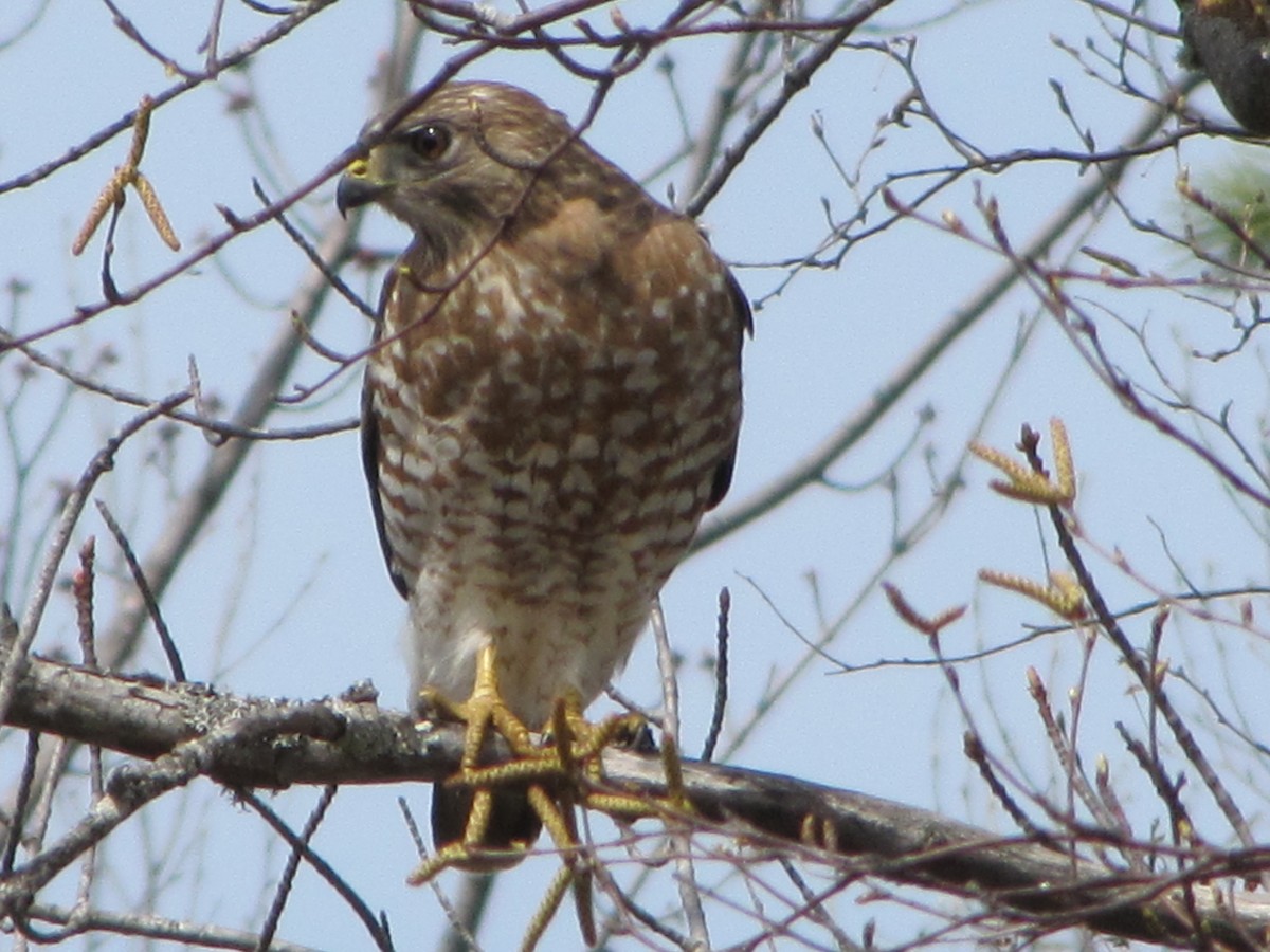 eBird Checklist - 25 Apr 2010 - CO407 Sightings/Luce - 8 species