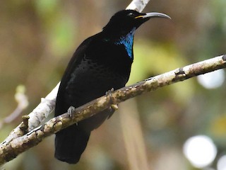 Paradise Riflebird - Ptiloris paradiseus - Birds of the World