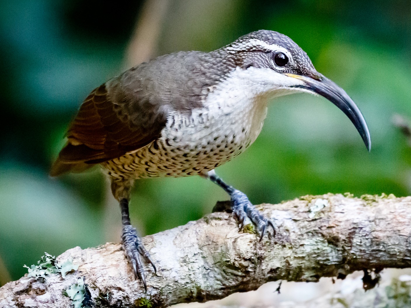Paradise Riflebird - eBird