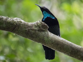 Paradise Riflebird - eBird