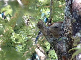 Paradise Riflebird - eBird