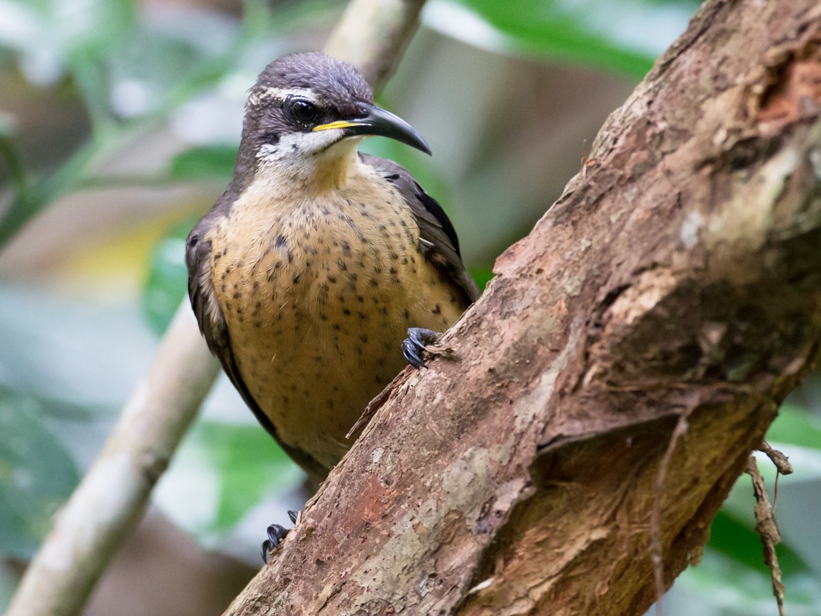 Victoria's Riflebird - eBird