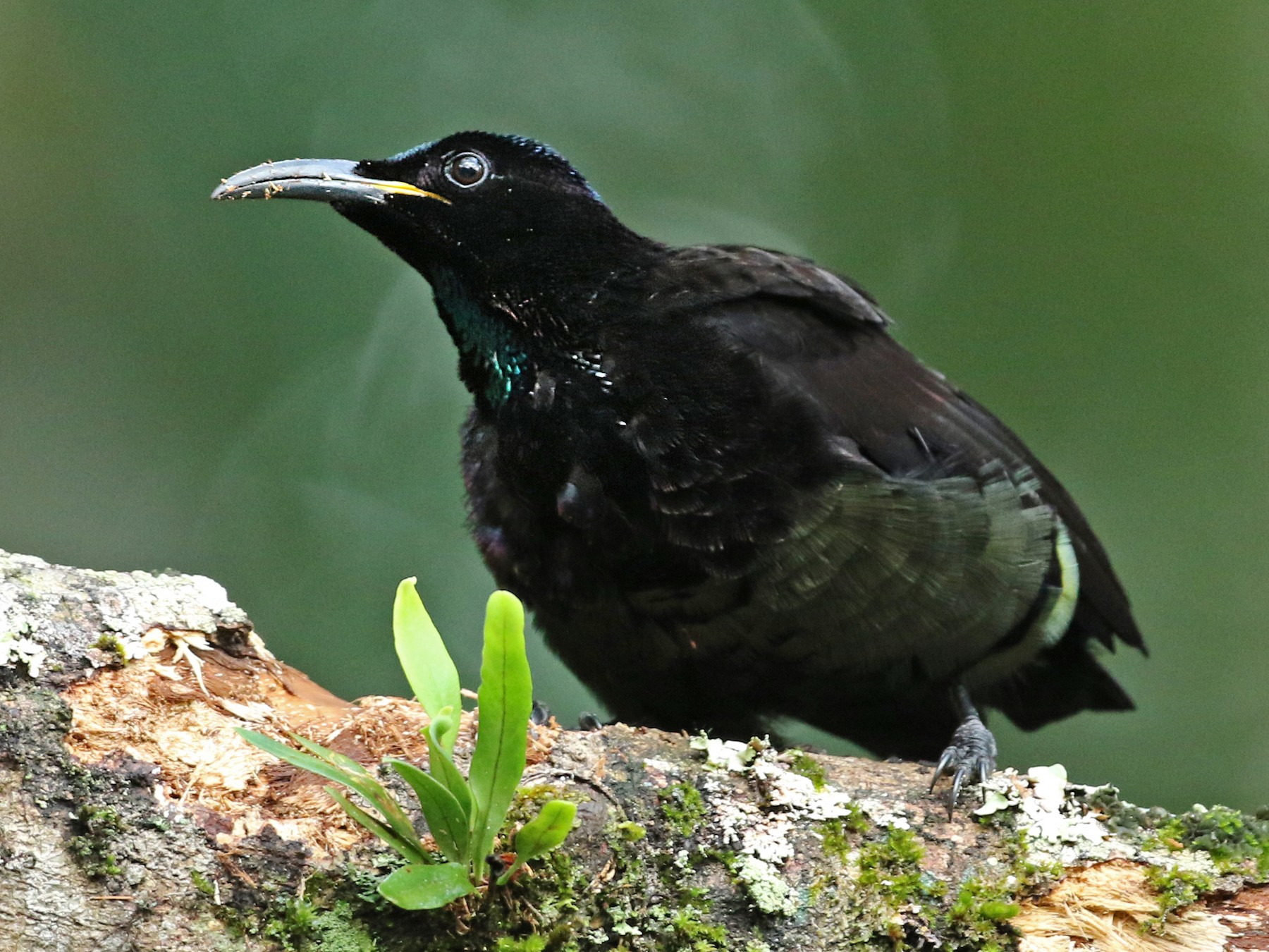 Victoria's Riflebird - eBird
