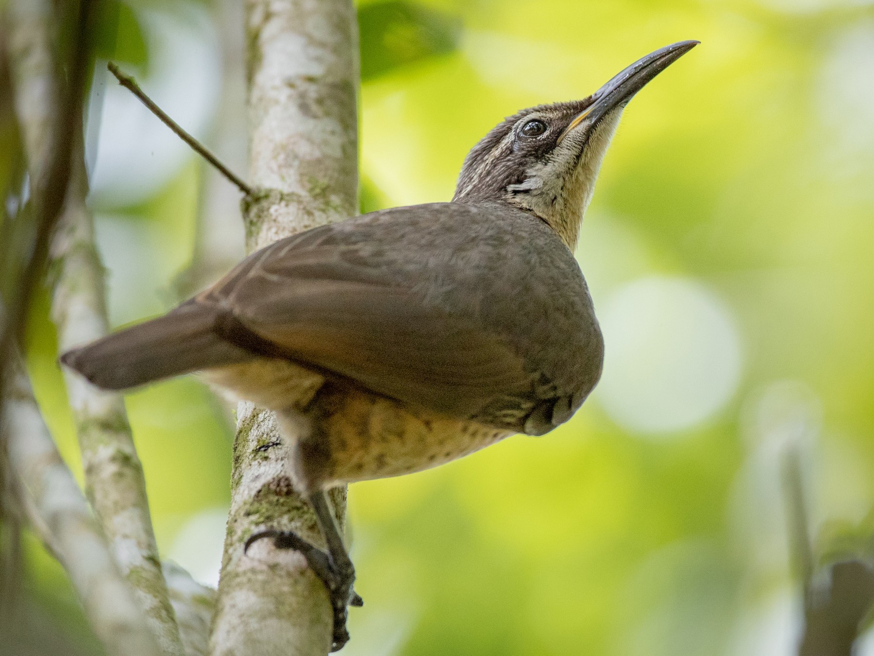 Victoria's Riflebird - eBird