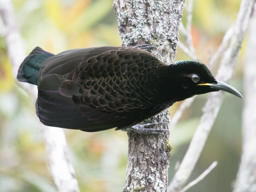 Victoria's Riflebird - eBird