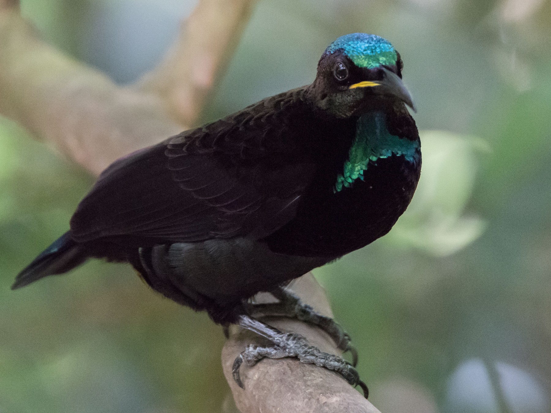 Victoria's Riflebird - eBird