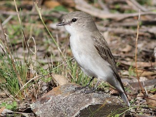 Jacky-winter - eBird