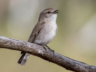 Jacky-winter - eBird