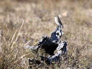 Jacky-winter - eBird