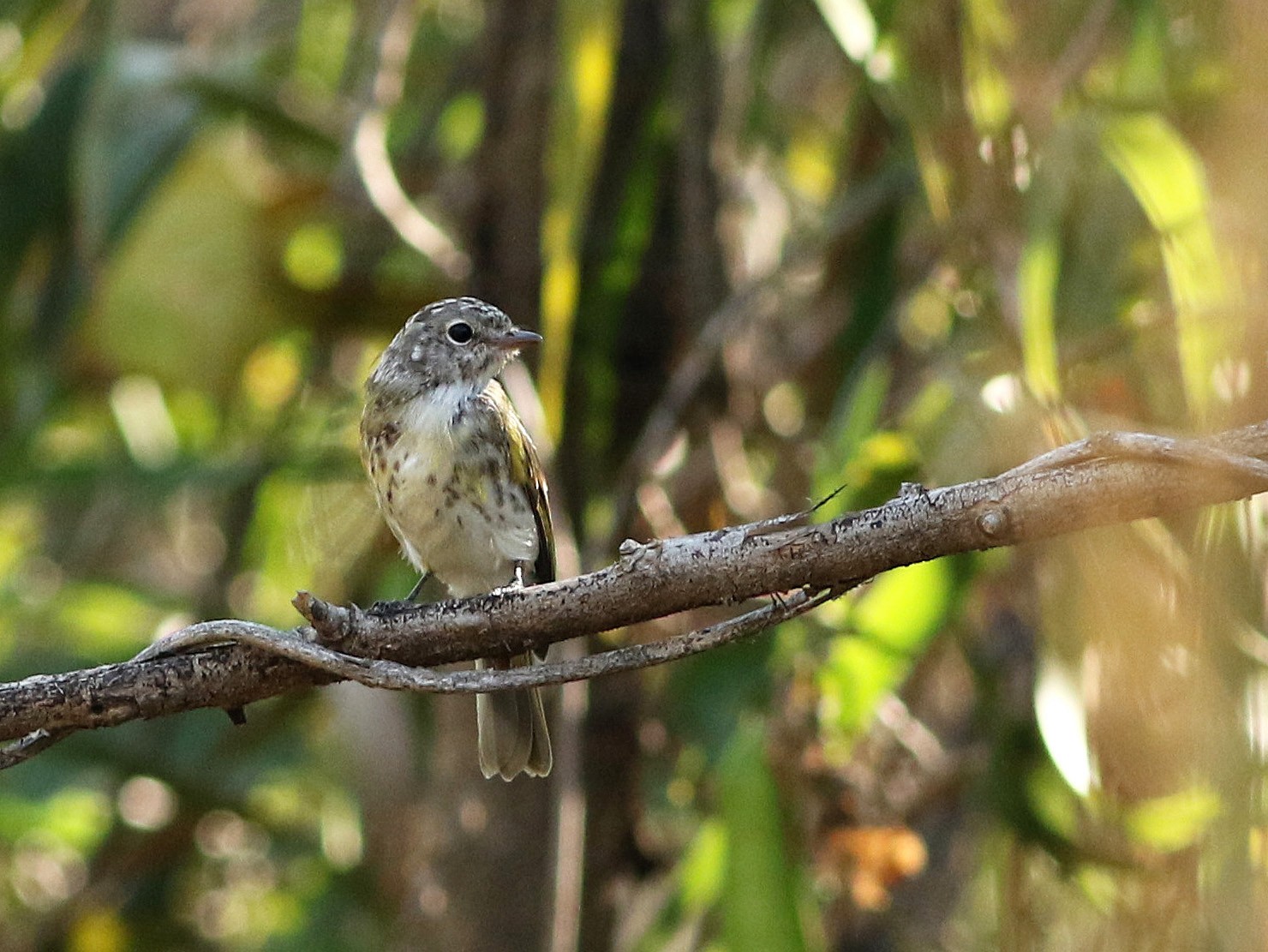 Lemon-bellied Flyrobin - eBird