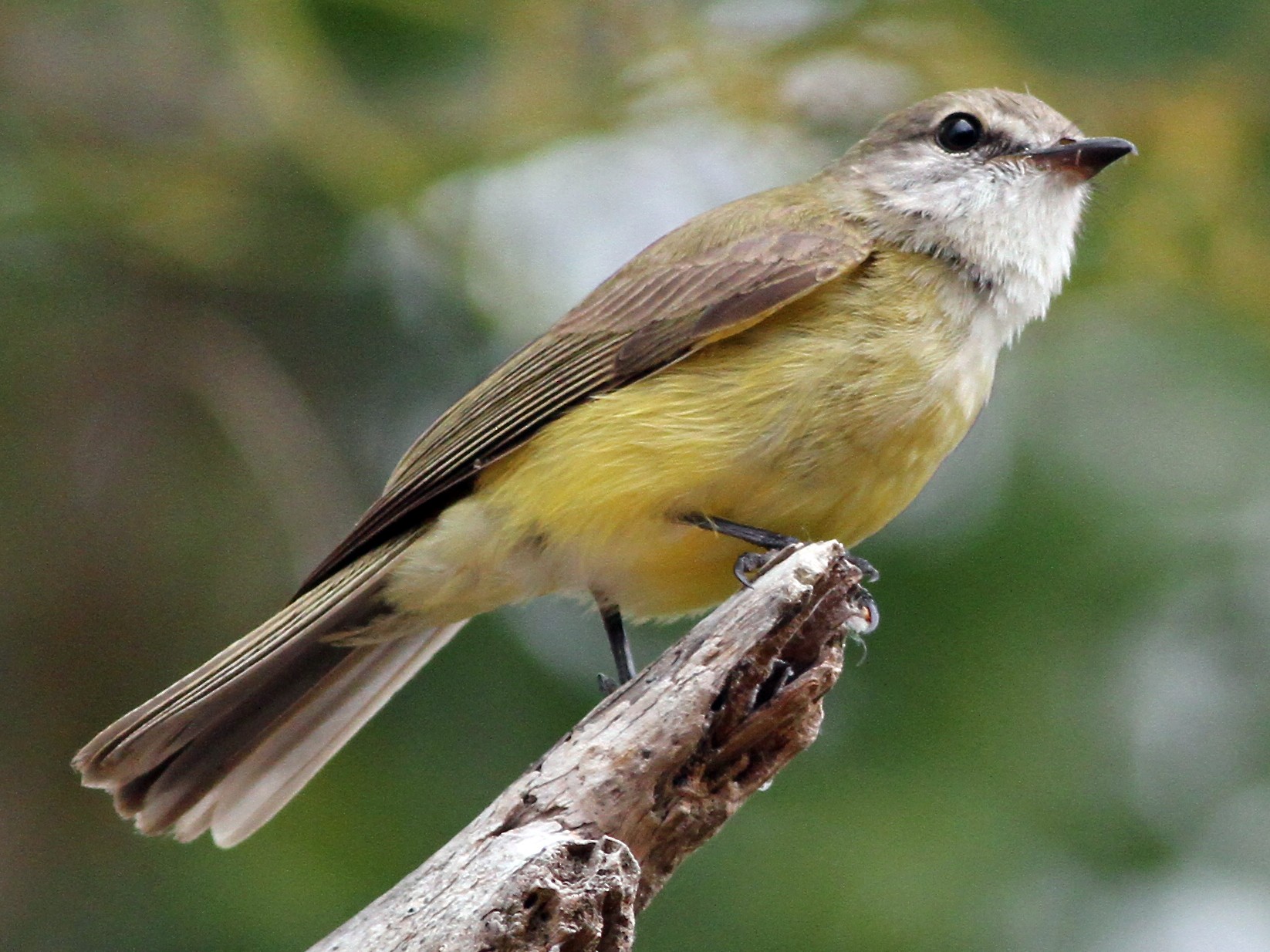 Lemon-bellied Flyrobin - eBird