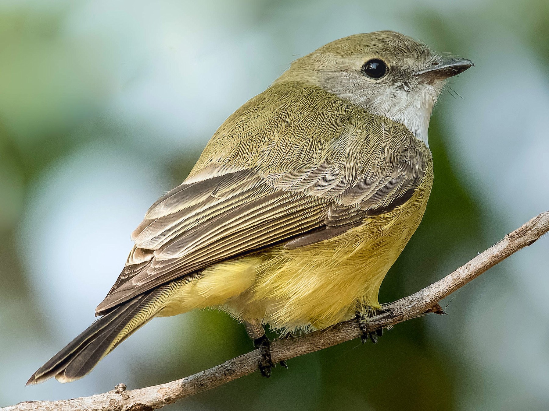 Juvenile Yellow Bellied Flycatcher