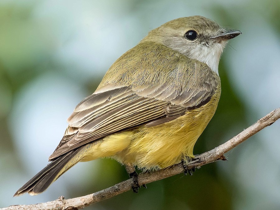 Lemon-bellied Flyrobin - eBird