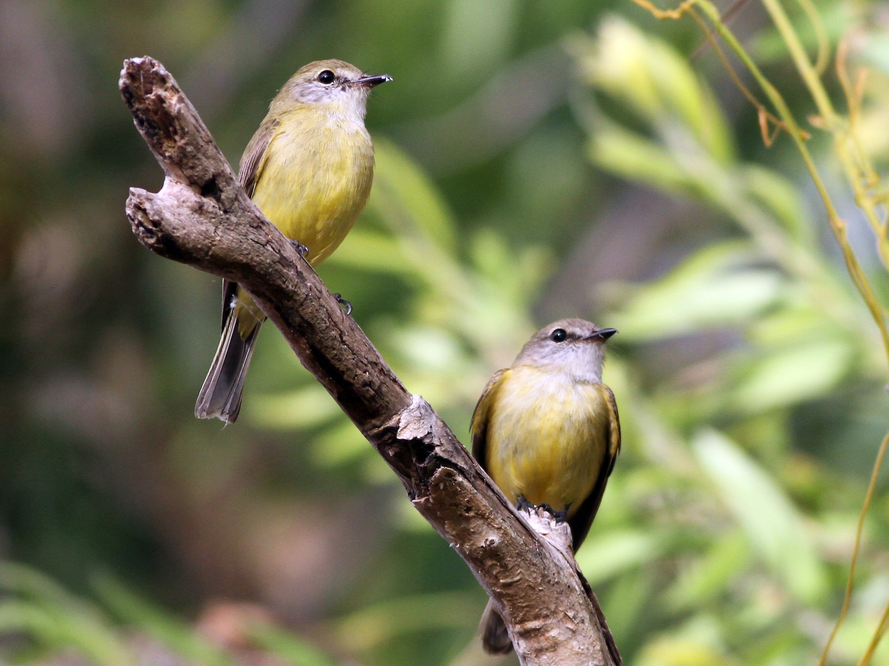 Lemon-bellied Flyrobin - eBird