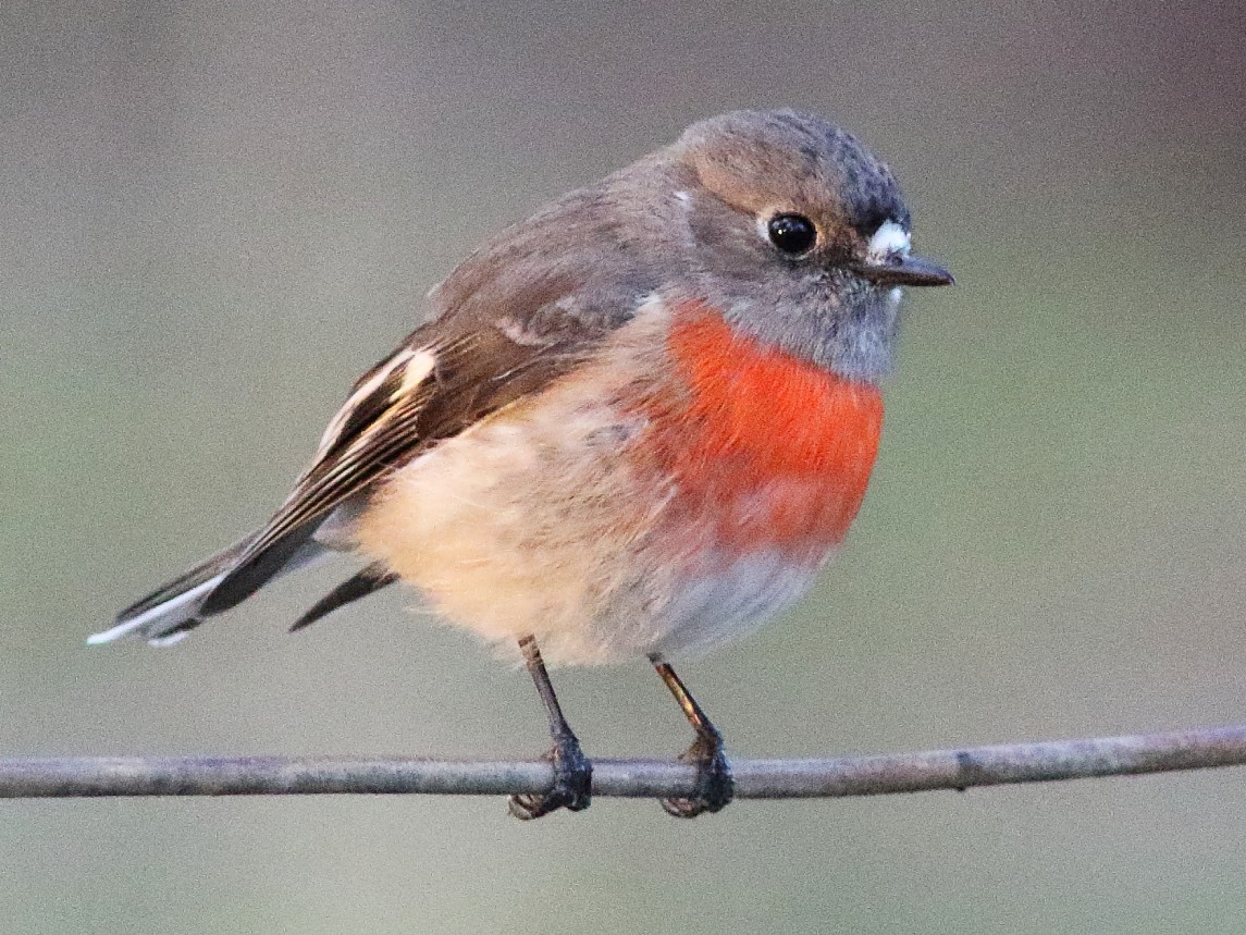 Scarlet Robin - eBird