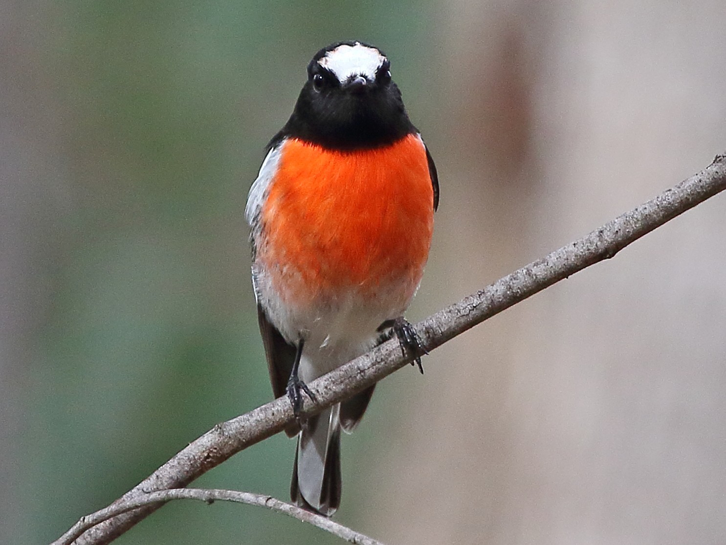 Scarlet Robin - eBird