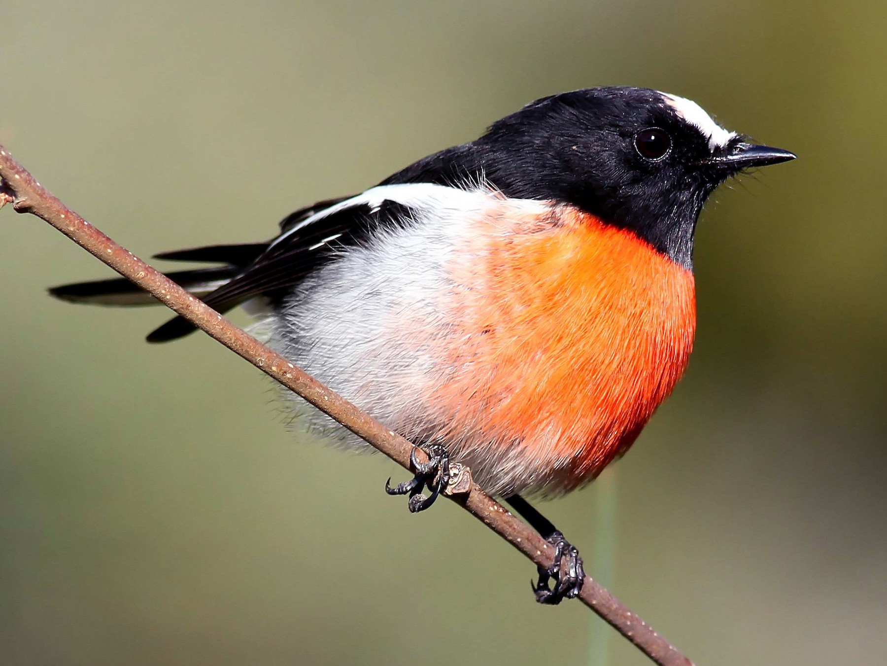 Scarlet Robin - eBird