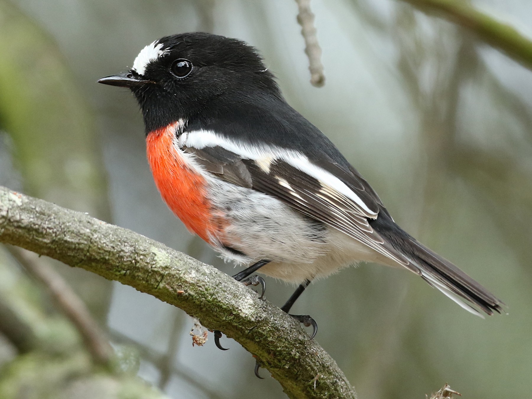 Scarlet Robin - eBird