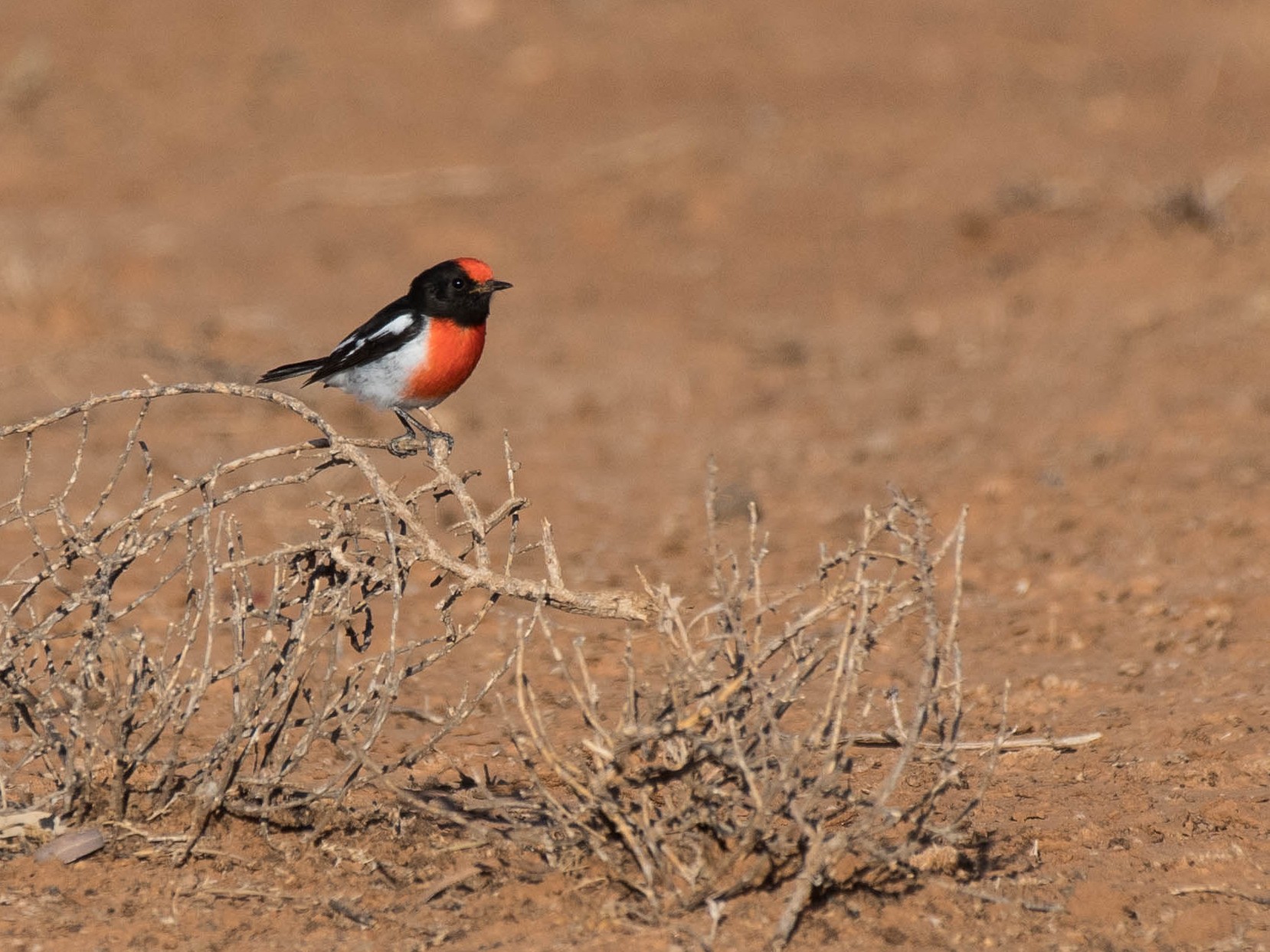 Red-capped Robin - eBird