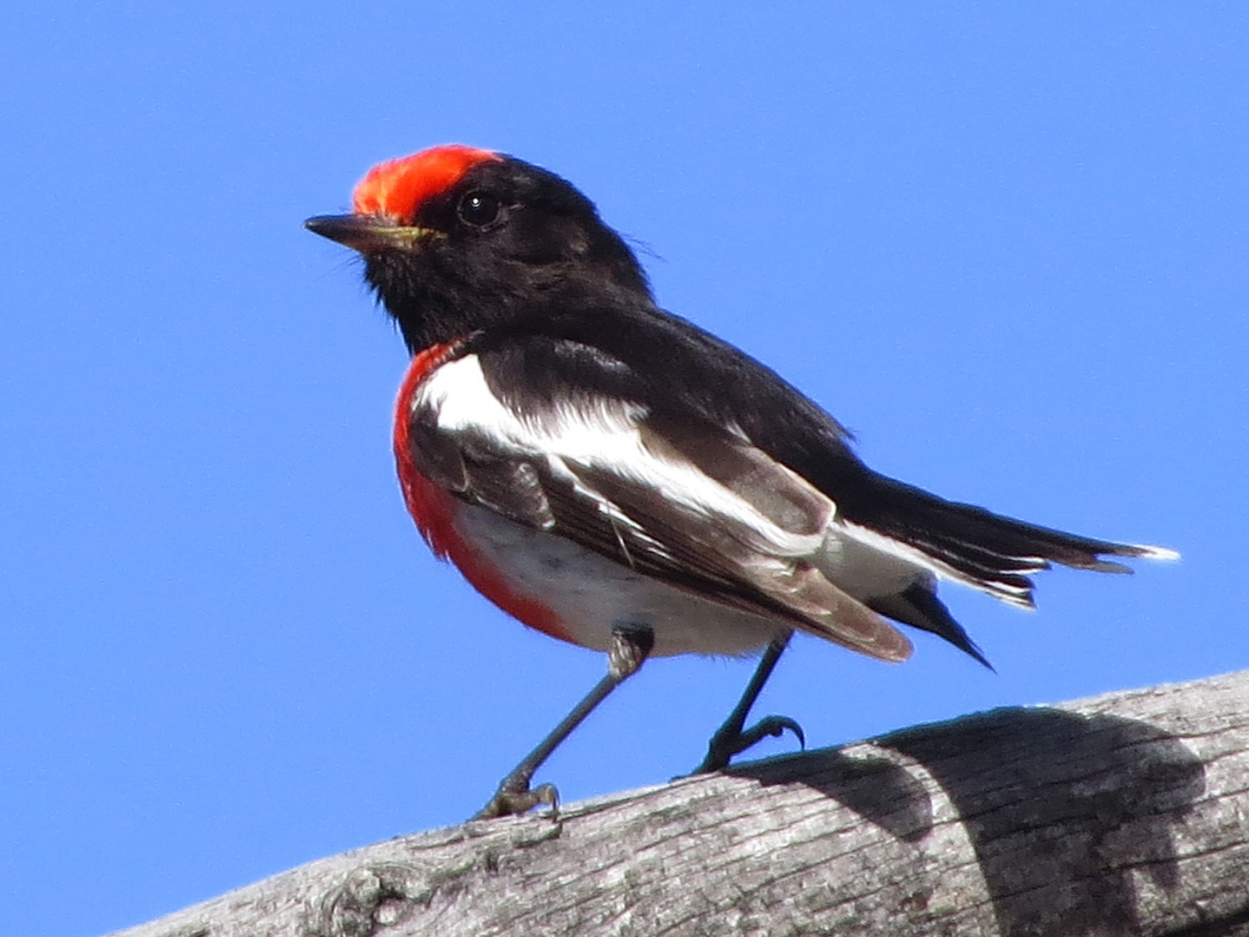 Red-capped Robin - eBird
