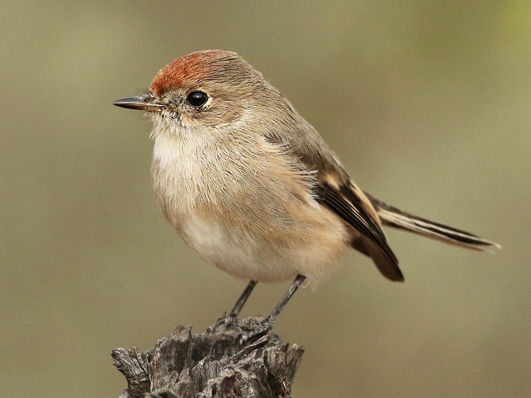 Red-capped Robin - eBird