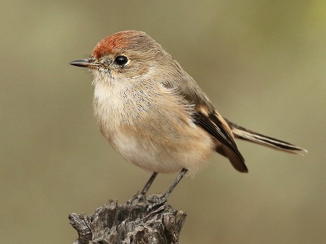 Red Capped Sparrow