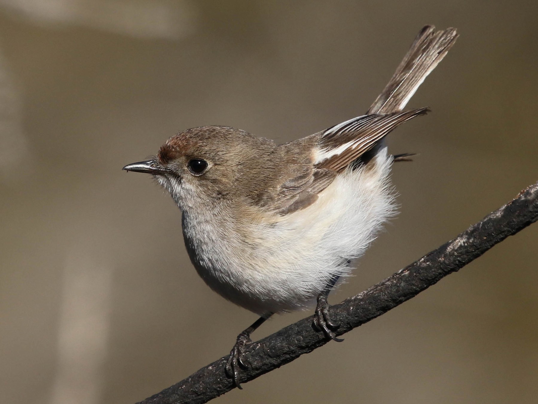 Red-capped Robin - eBird