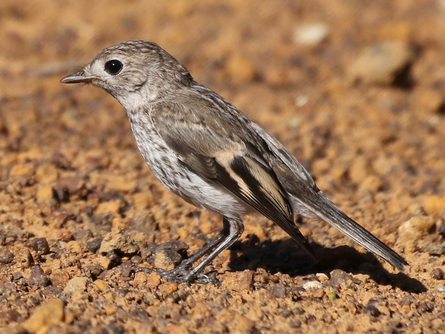 Red-capped Robin - eBird