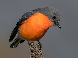 Flame Robin - eBird