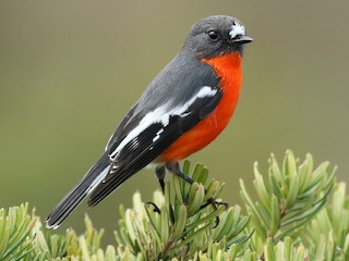 Flame Robin - eBird
