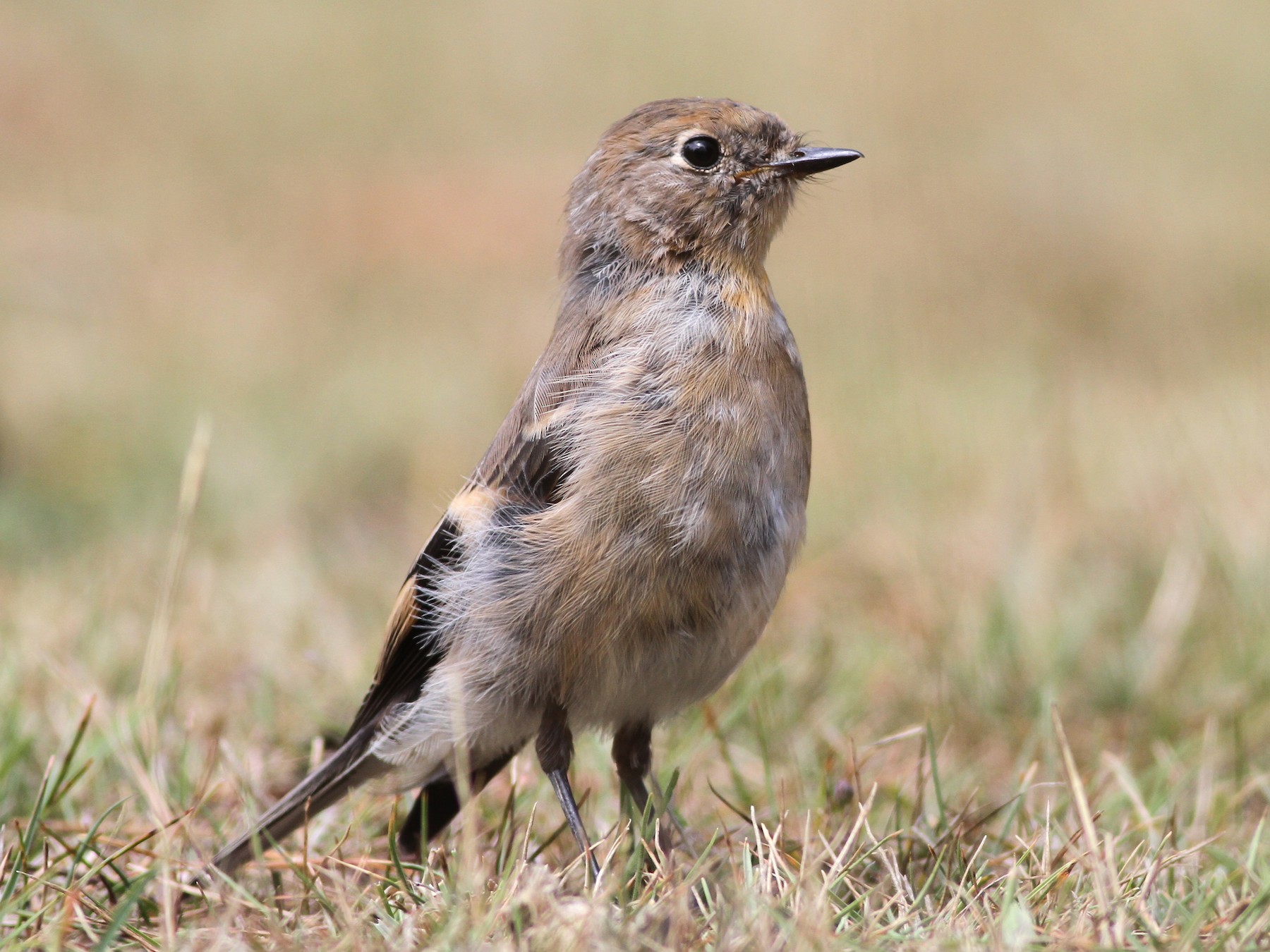 Flame Robin - eBird Australia