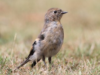 Flame Robin - eBird