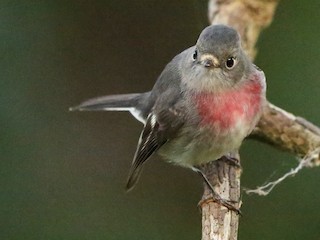 Rose Robin - eBird