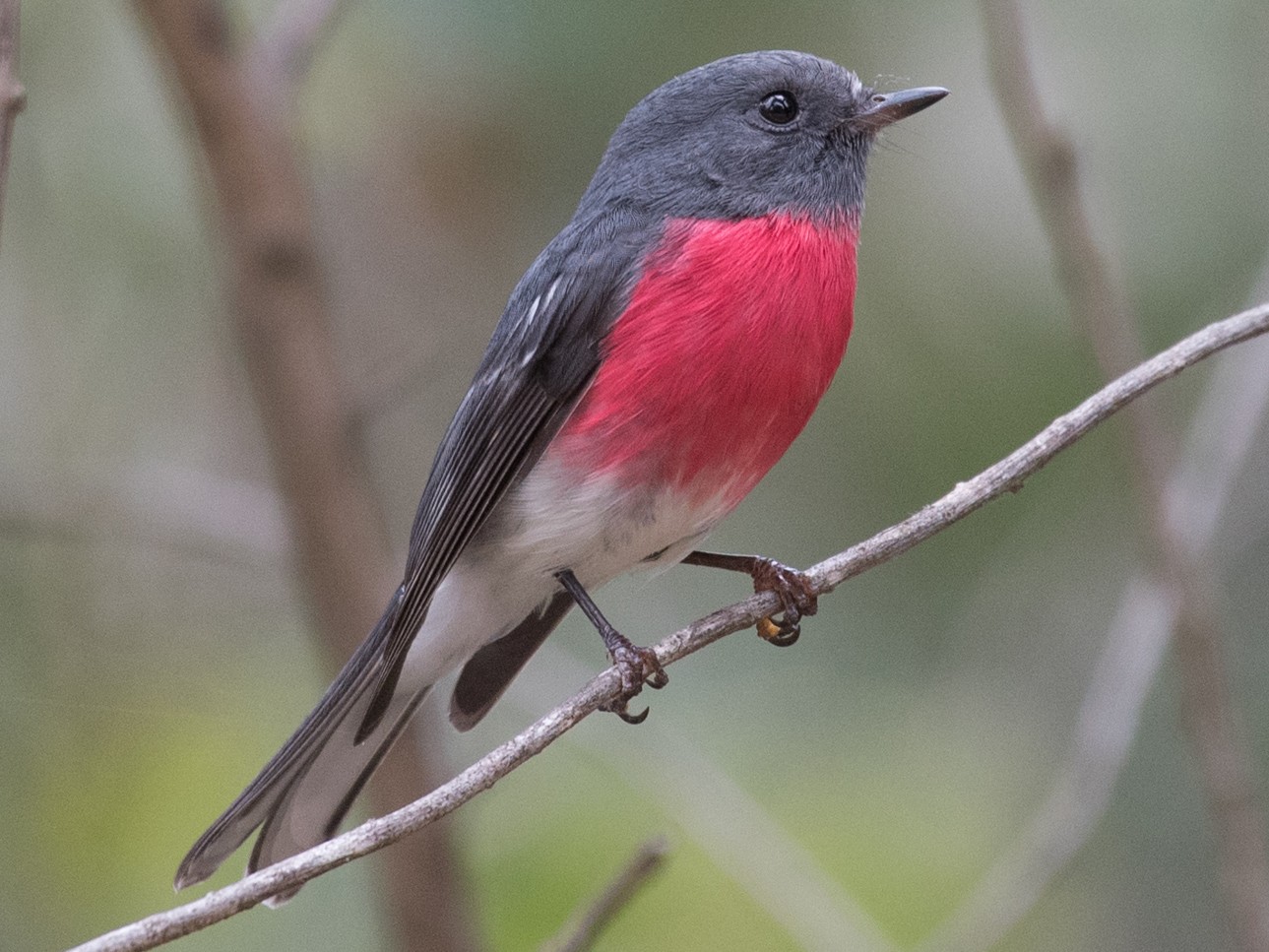 Rose Robin - eBird