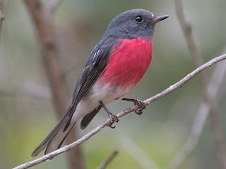 Rose Robin - eBird