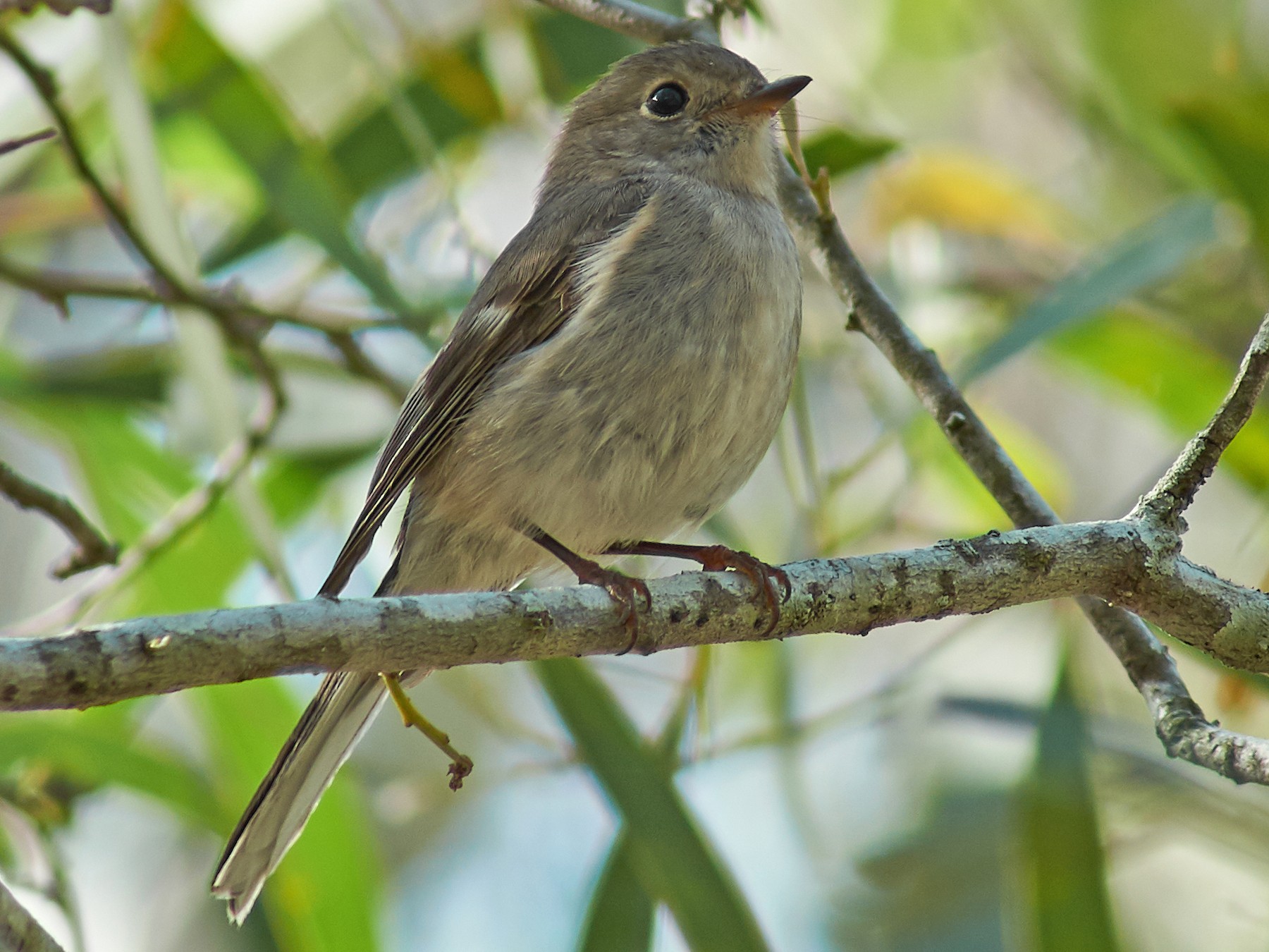 Rose Robin - eBird