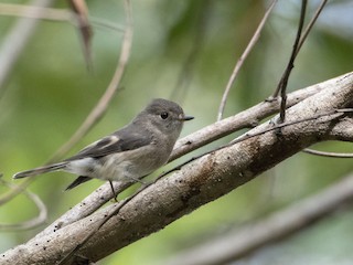 Rose Robin - eBird